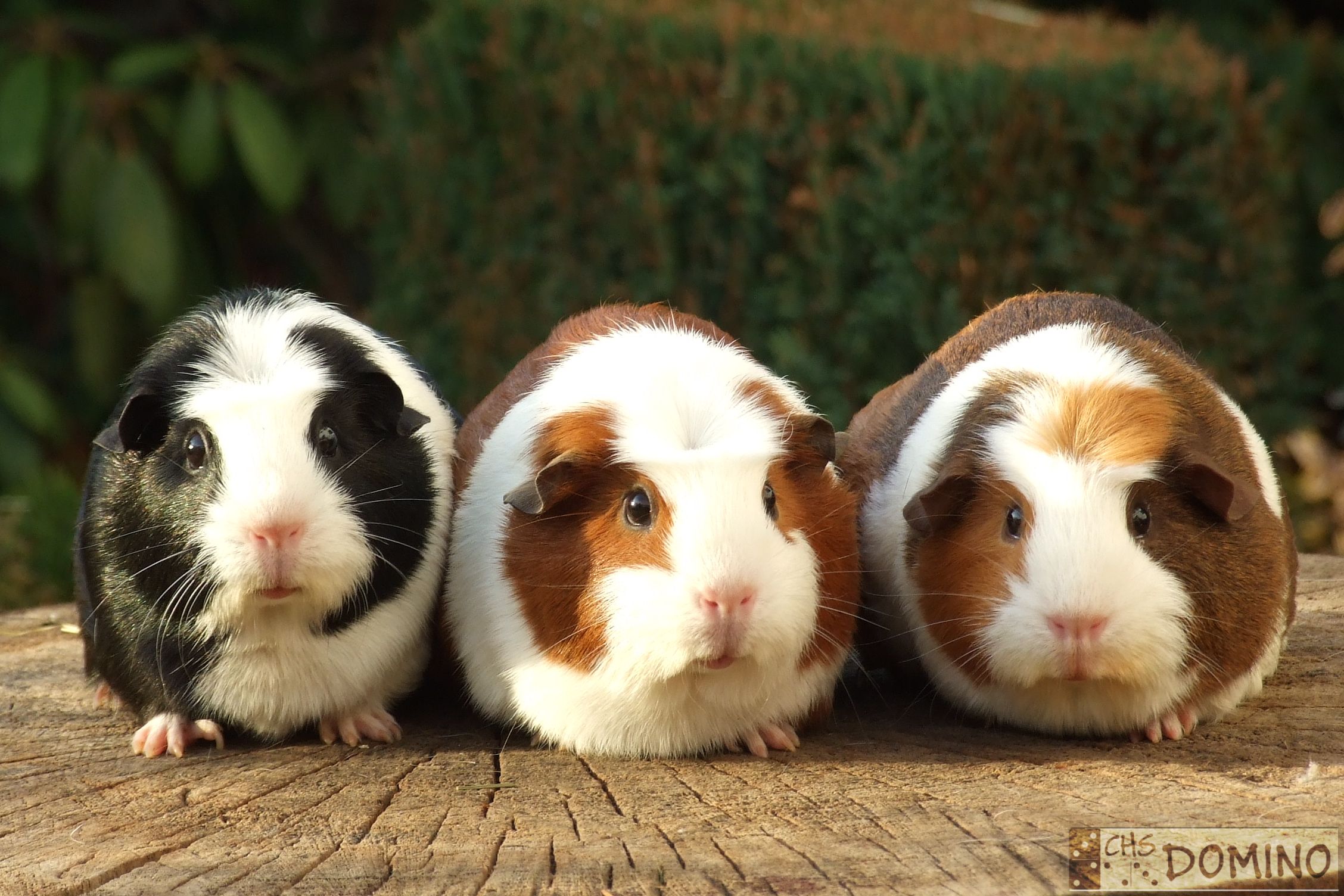 Zimní focení - CHS Domino - morčata